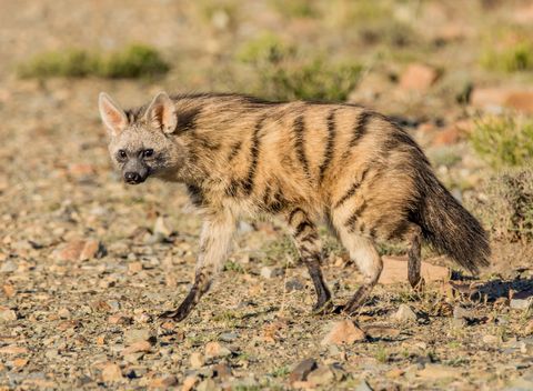 Facts About Hyenas | Live Science