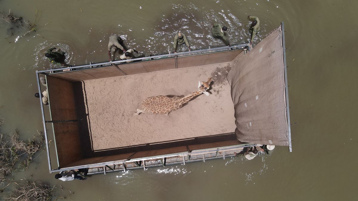 Mom & baby giraffe trapped on a sinking island rescued in months-long ...