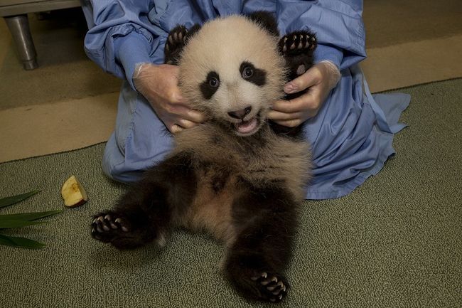 Baby Panda Pics: See a Cub Growing Up | Live Science