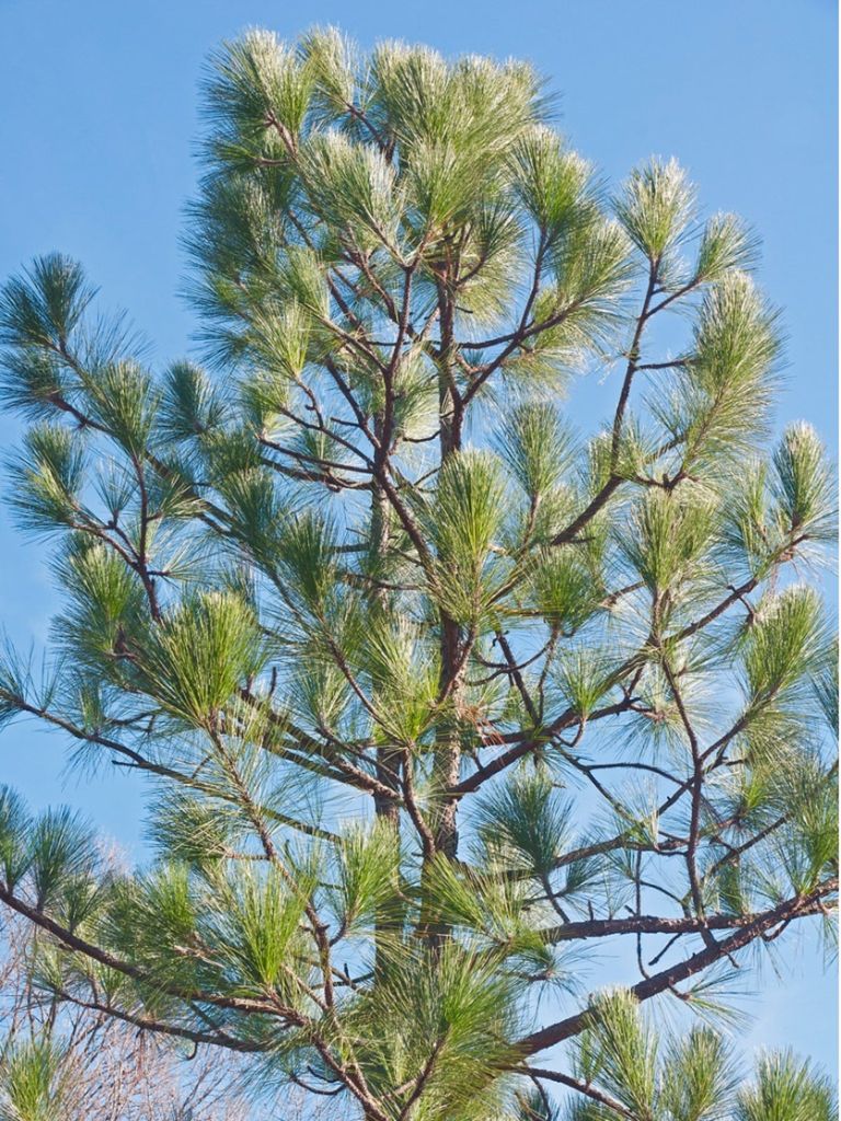 Longleaf Pine Facts: What Does A Longleaf Pine Look Like | Gardening ...