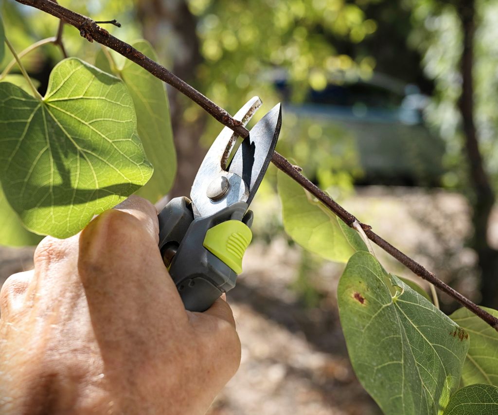 How to keep squirrels away from fruit trees: 3 solutions | Homes and ...
