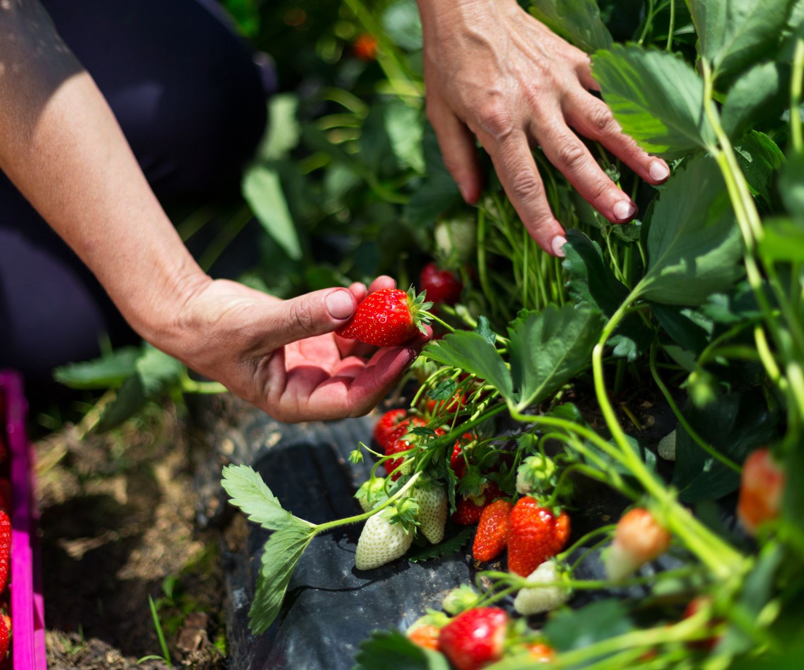 How to pick strawberries: expert tips to harvest safely | Homes and Gardens