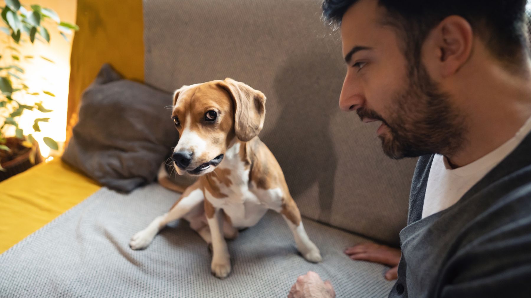 Canine trainer reveals why teaching a dog 'no' isn't the answer to ...