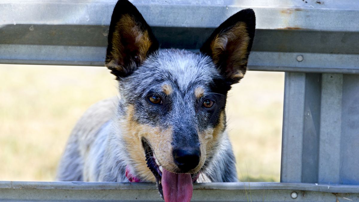 32 best dog breeds for warm climates | PetsRadar