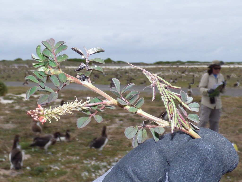 Indigo Pest Control: Learn About Common Pests Of Indigo Plants ...