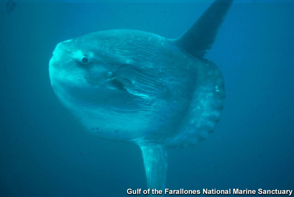 Photos: The freakiest-looking fish | Live Science