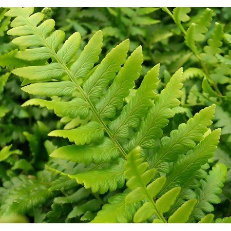 Best evergreen ferns: five plants for year-round greenery | Homes and ...