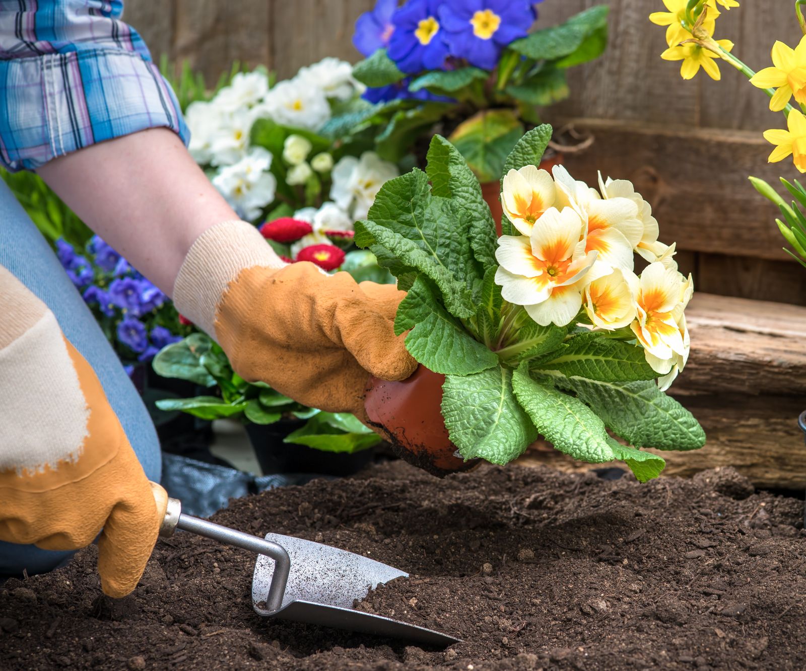 Primroses care and growing guide: Expert tips | Homes and Gardens