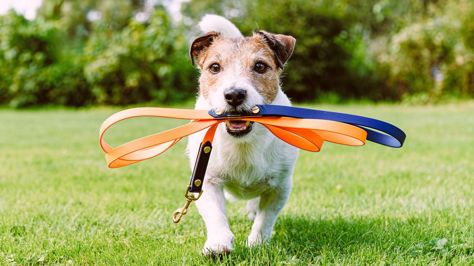 Trainer shares six simple skills you can put into action to give your dog confidence and freedom ...