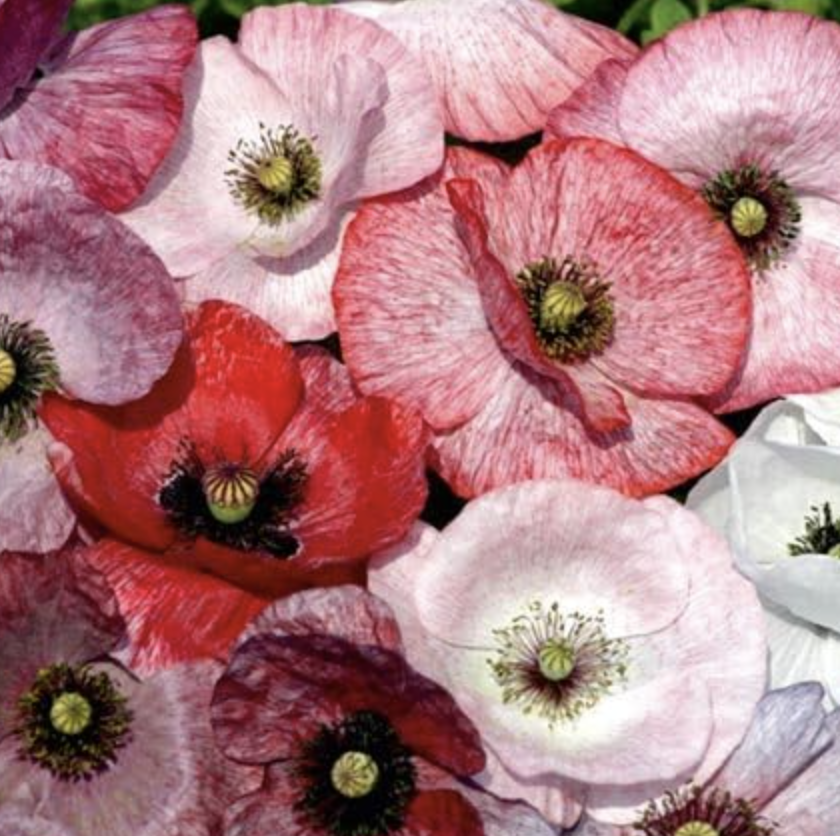 5 flowers to plant in August so your backyard keeps blooming | Livingetc