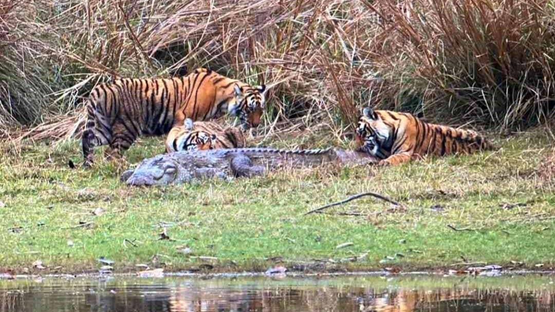 Watch tigress and her cubs feasting on crocodile they killed in rare ...