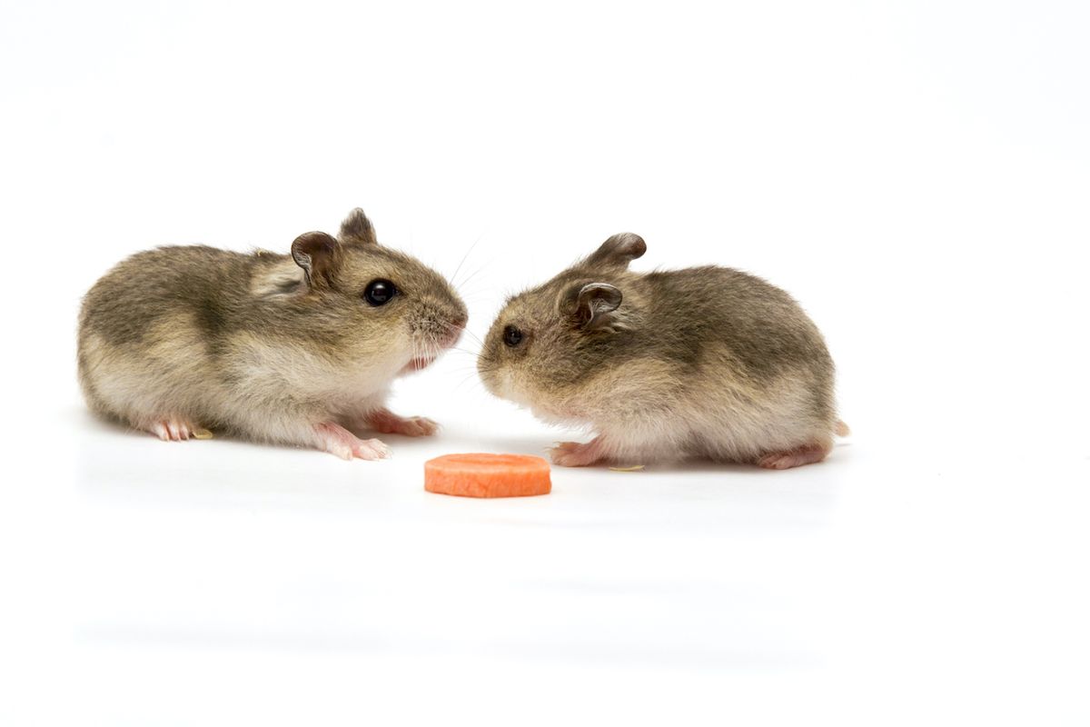 Hamsters: Diet, habits & types | Live Science