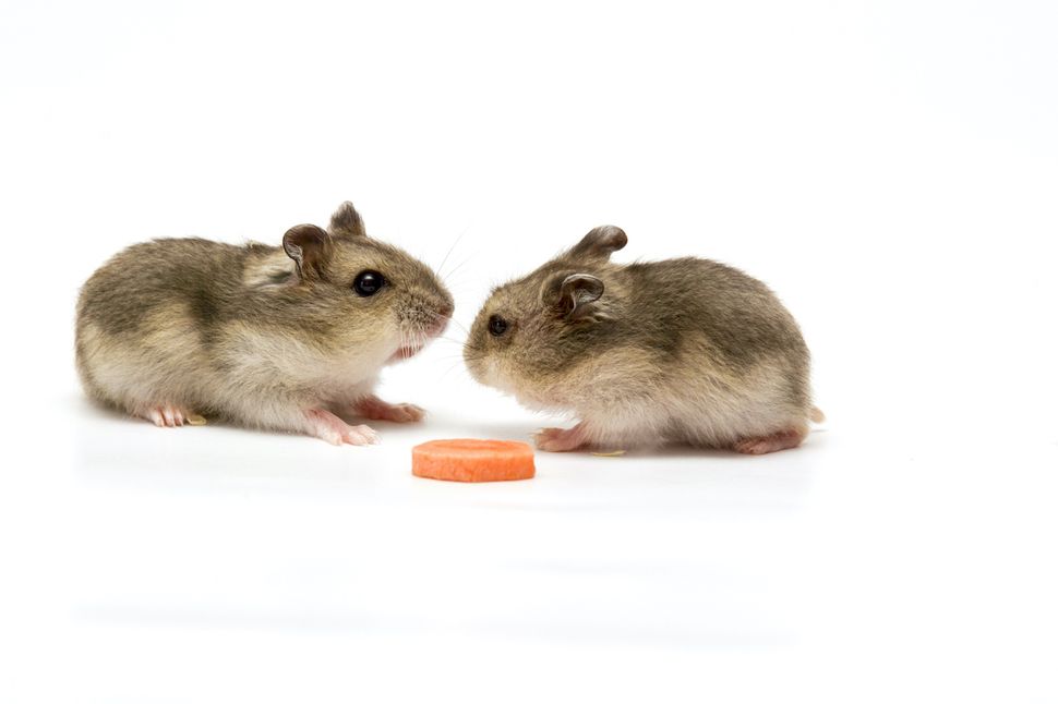 Hamsters: Diet, habits & types | Live Science