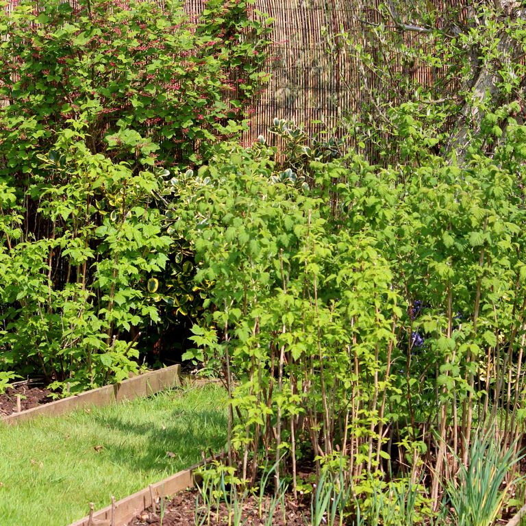 When to plant raspberry canes according to gardening experts | Ideal Home