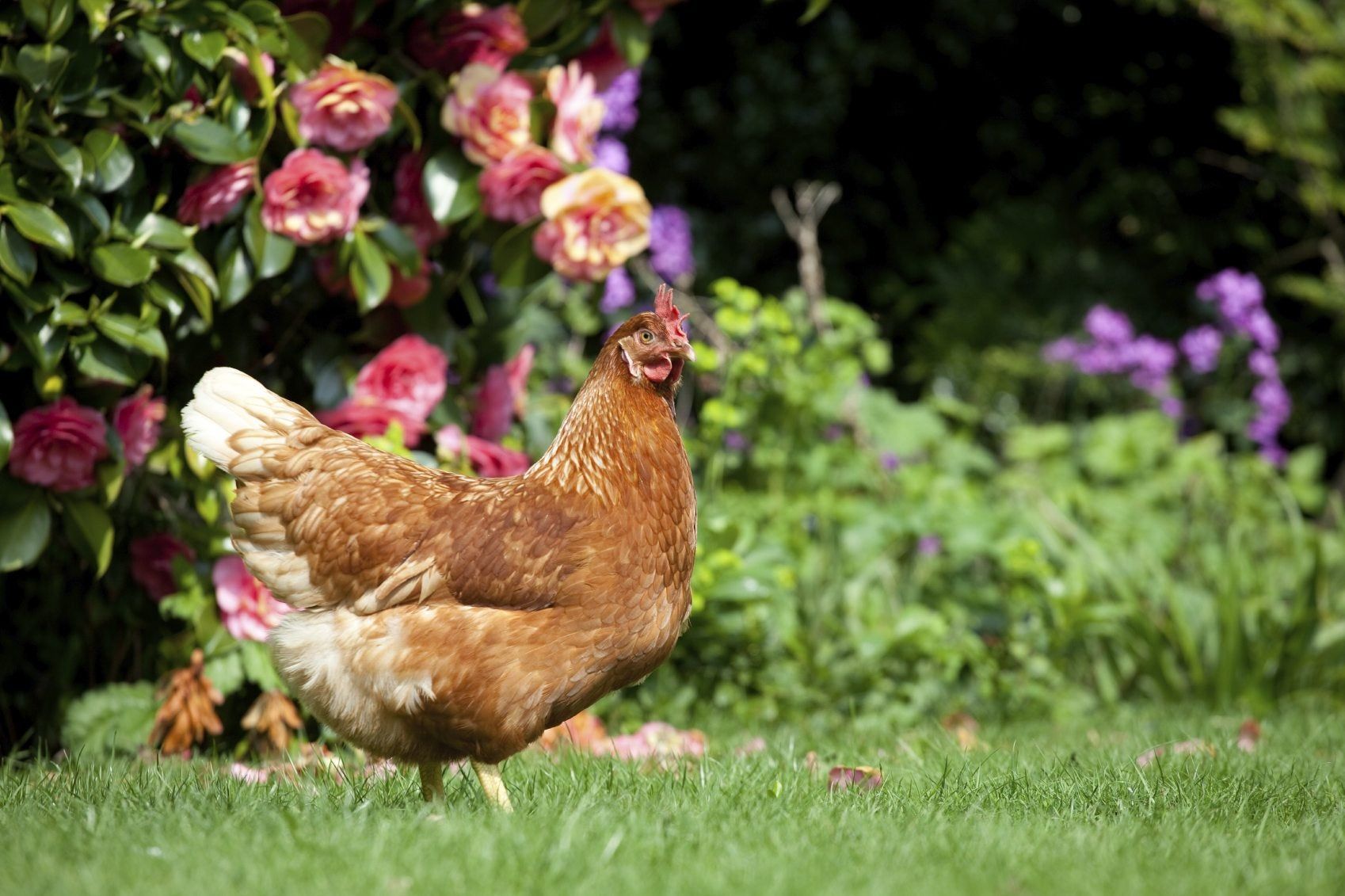 Chicken Keeping For Beginners - Benefits Of Having Chickens In A Garden ...