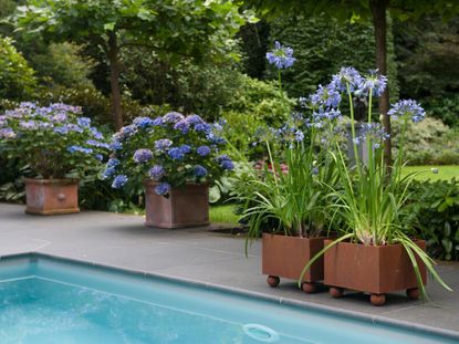 10 best color combinations for flower pots for | Livingetc