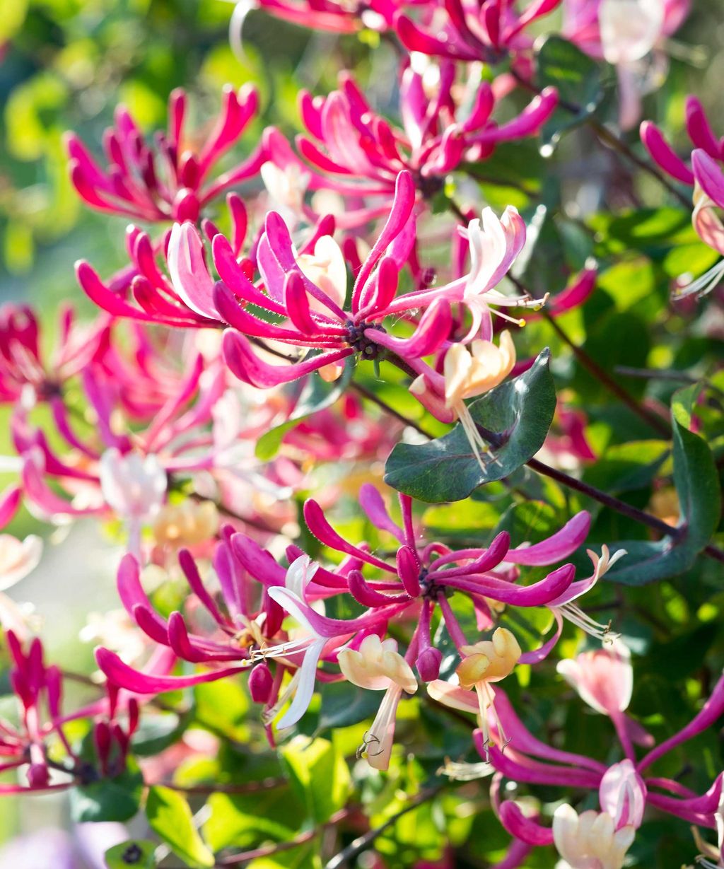 Types of honeysuckle: 10 beautiful varieties for your garden | Gardeningetc