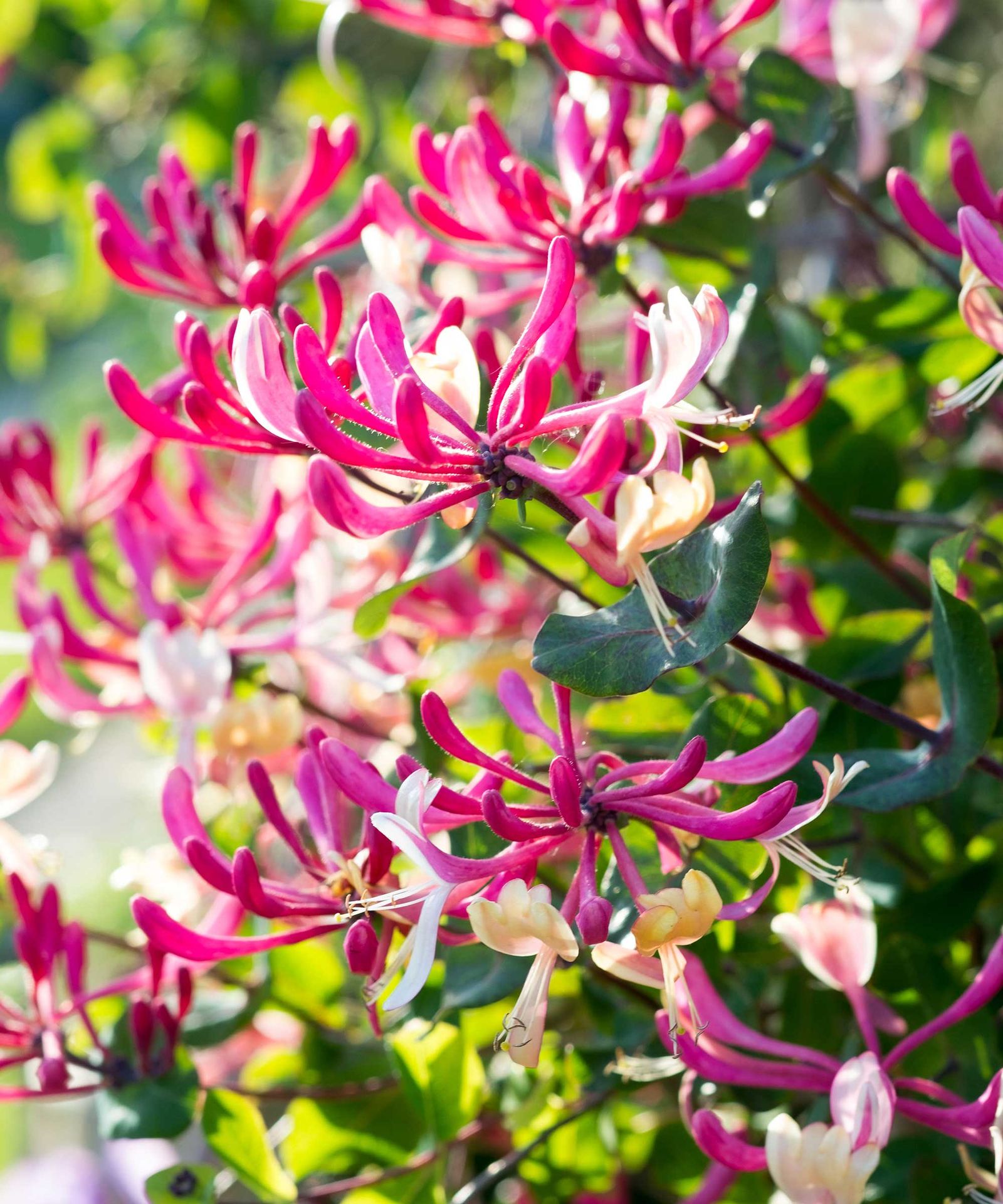 Types of honeysuckle: 10 beautiful varieties for your garden | Gardeningetc