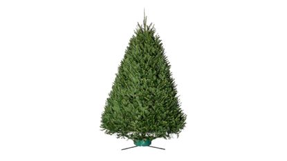 Types of Christmas Trees — 8 Common Varieties | Livingetc