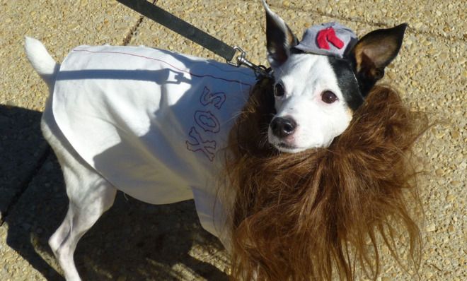 The best pop culture Halloween costumes for dogs | The Week