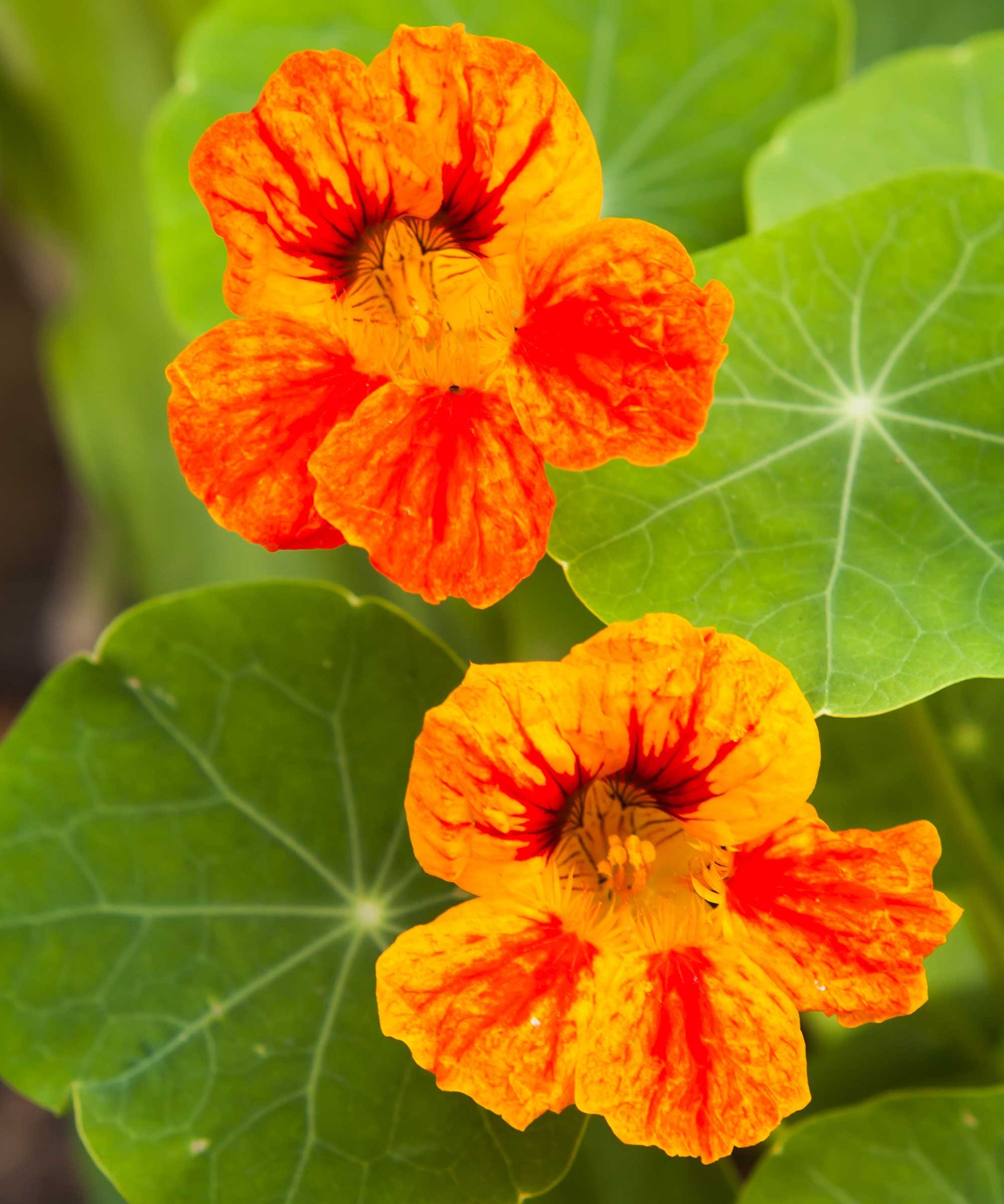 5 best fast-growing flowers to grow from seed | Homes and Gardens