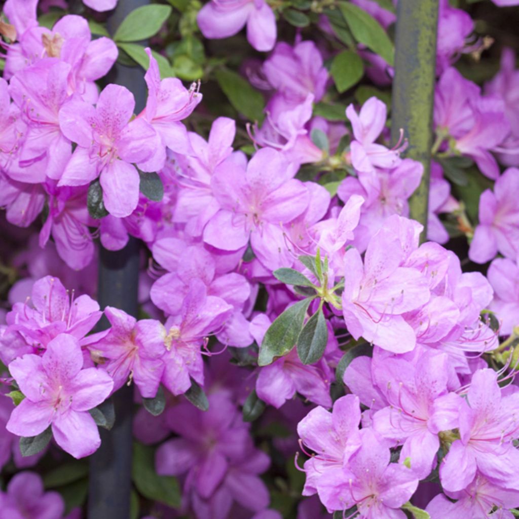 How to grow azalea and fill your garden with gorgeous blooms | Ideal Home