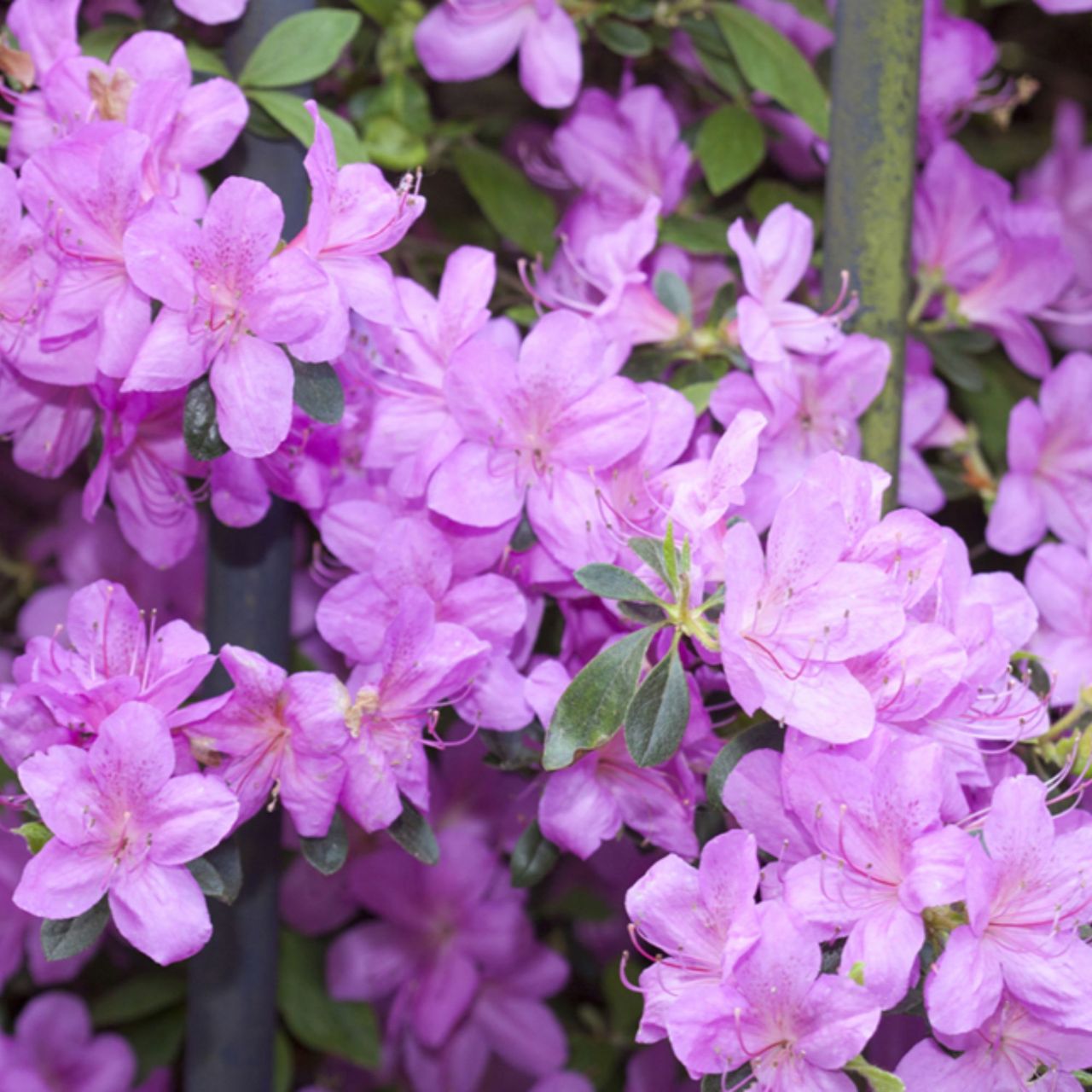 How to grow azalea and fill your garden with gorgeous blooms | Ideal Home