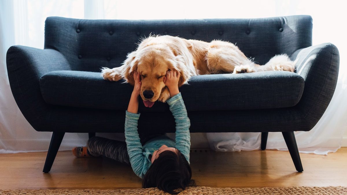 These indoor games for dogs will keep your canine companion amused for ...