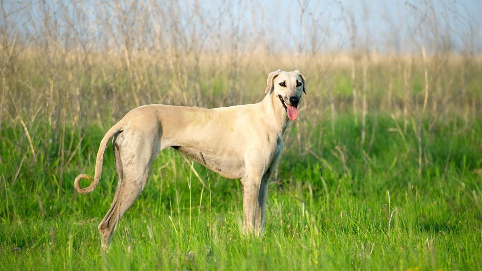 6 African dog breeds and their backgrounds | PetsRadar