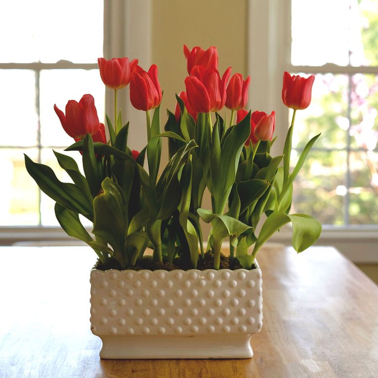 How to grow tulips indoors - an expert guide | Ideal Home