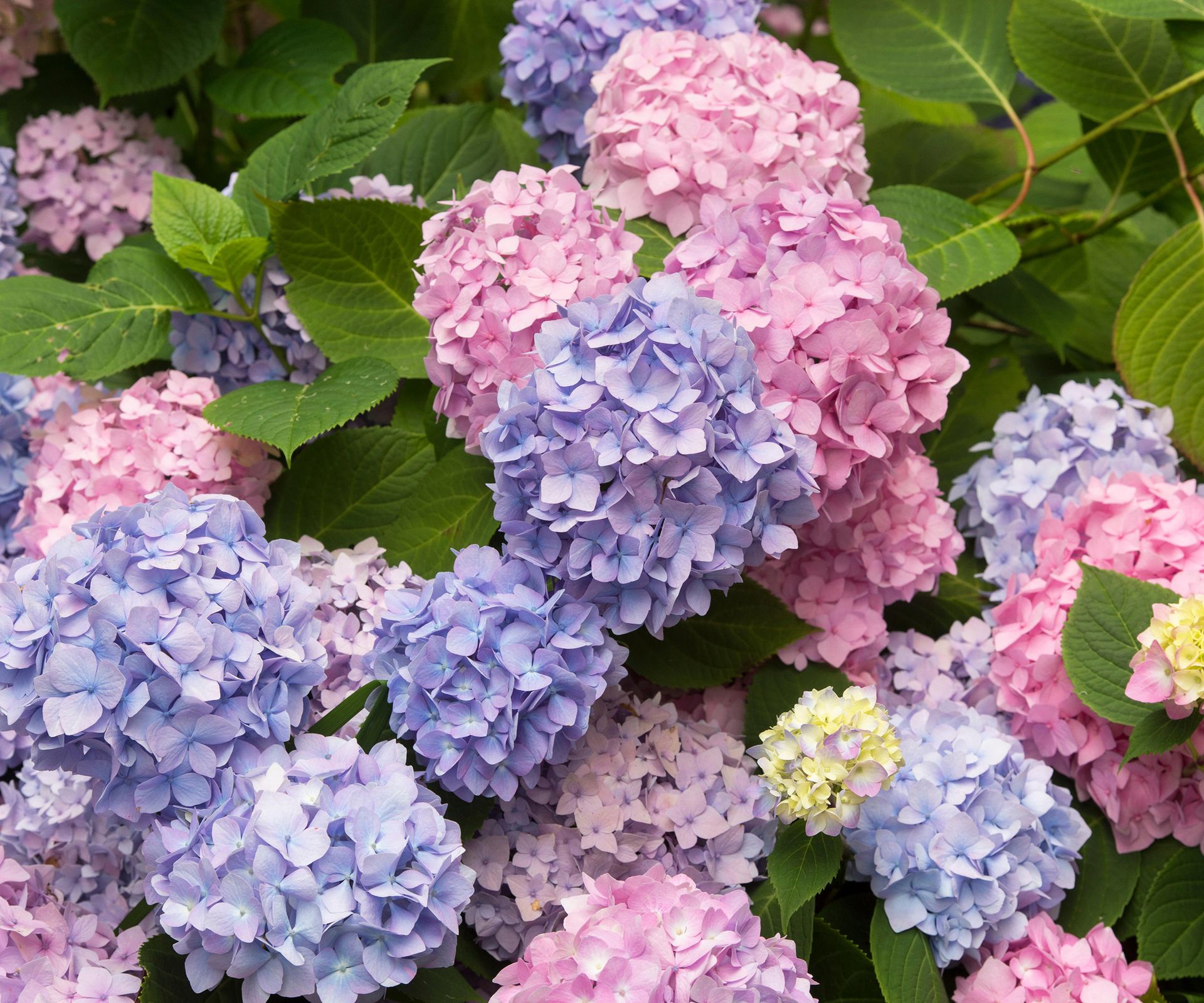 Part-shade perennials: 11 picks for your backyard | Homes and Gardens