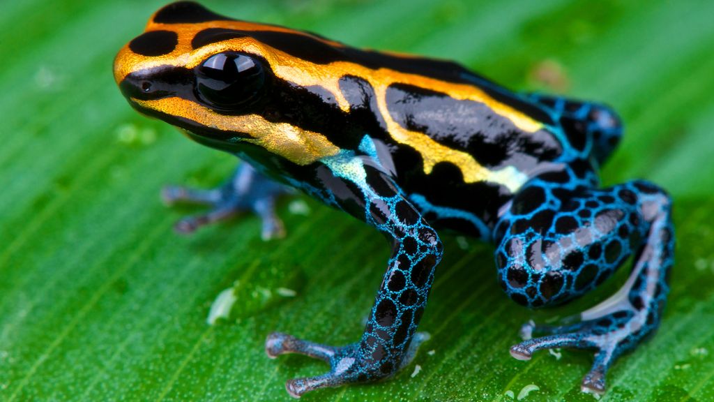 What is the most colorful animal on Earth? | Live Science