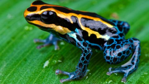 What is the most colorful animal on Earth? | Live Science
