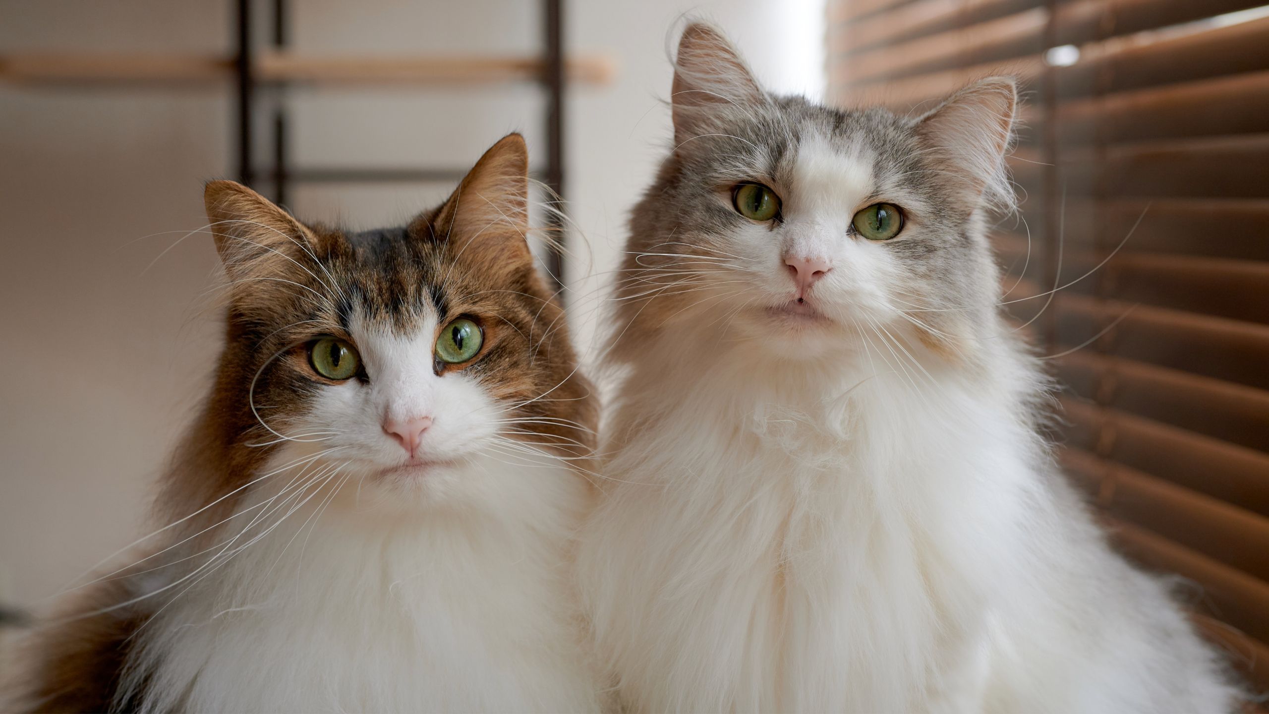 32 reasons to love Norwegian forest cats | PetsRadar