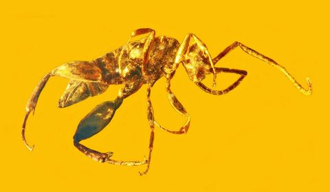 Ancient 'Frankenstein' Bug Mixed Grasshopper, Wasp & Roach Parts | Live ...