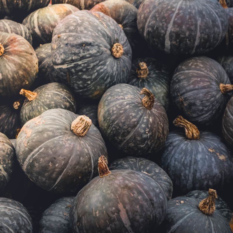 Tips & Information about Squash | Gardening Know How