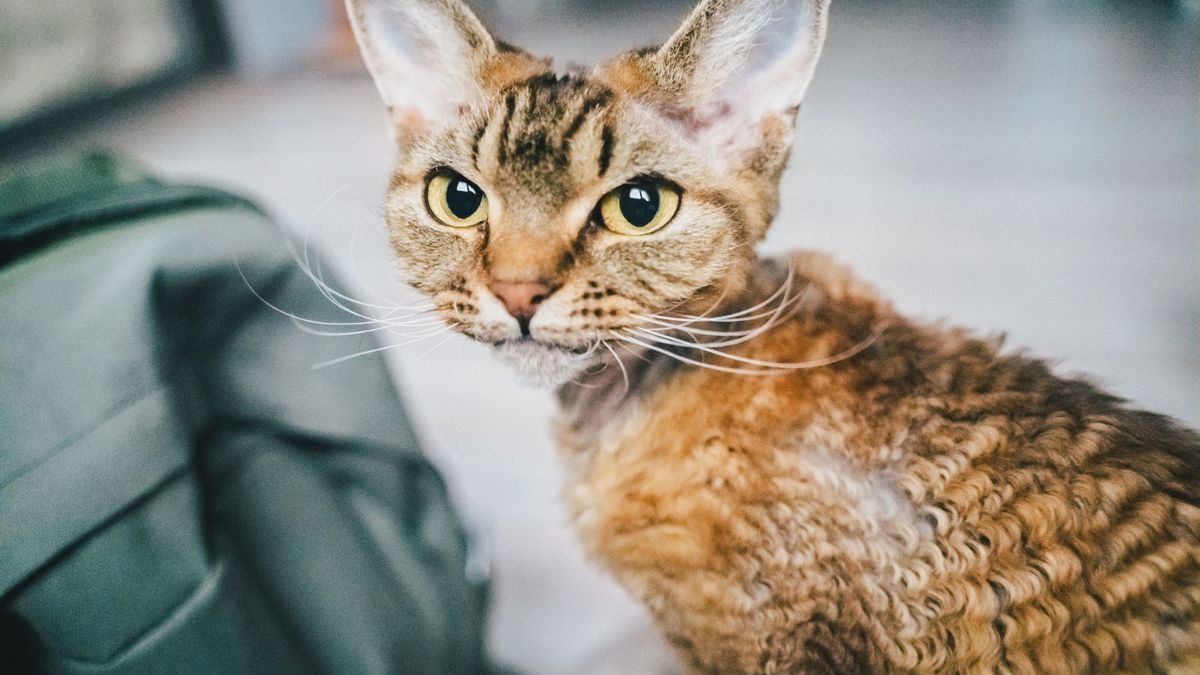 32 most popular cat breeds for feline fans | PetsRadar