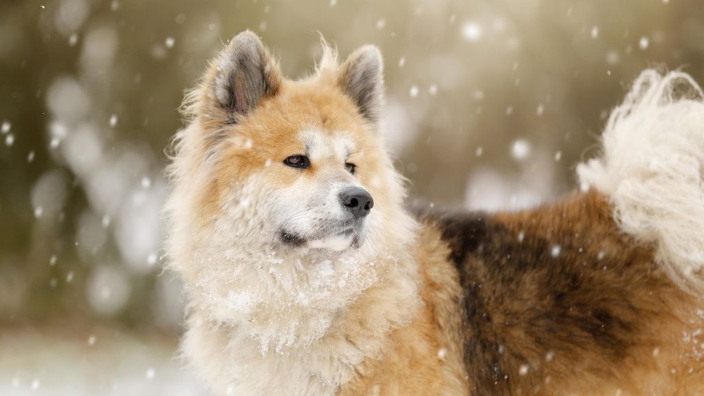 20 Asian dog breeds (with images and info) | PetsRadar