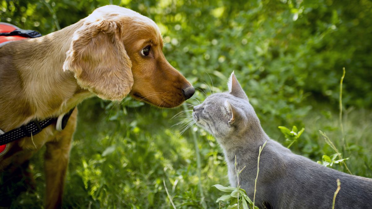 32 fun facts about Abyssinian cats | PetsRadar