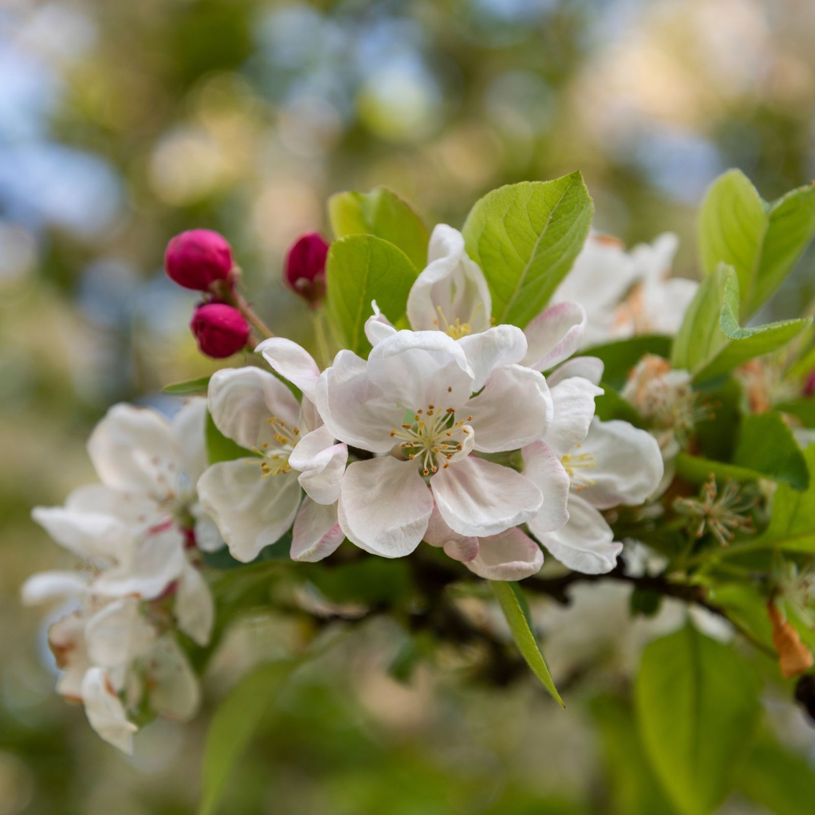 The best blossom trees for big fluffy springtime blooms | Ideal Home