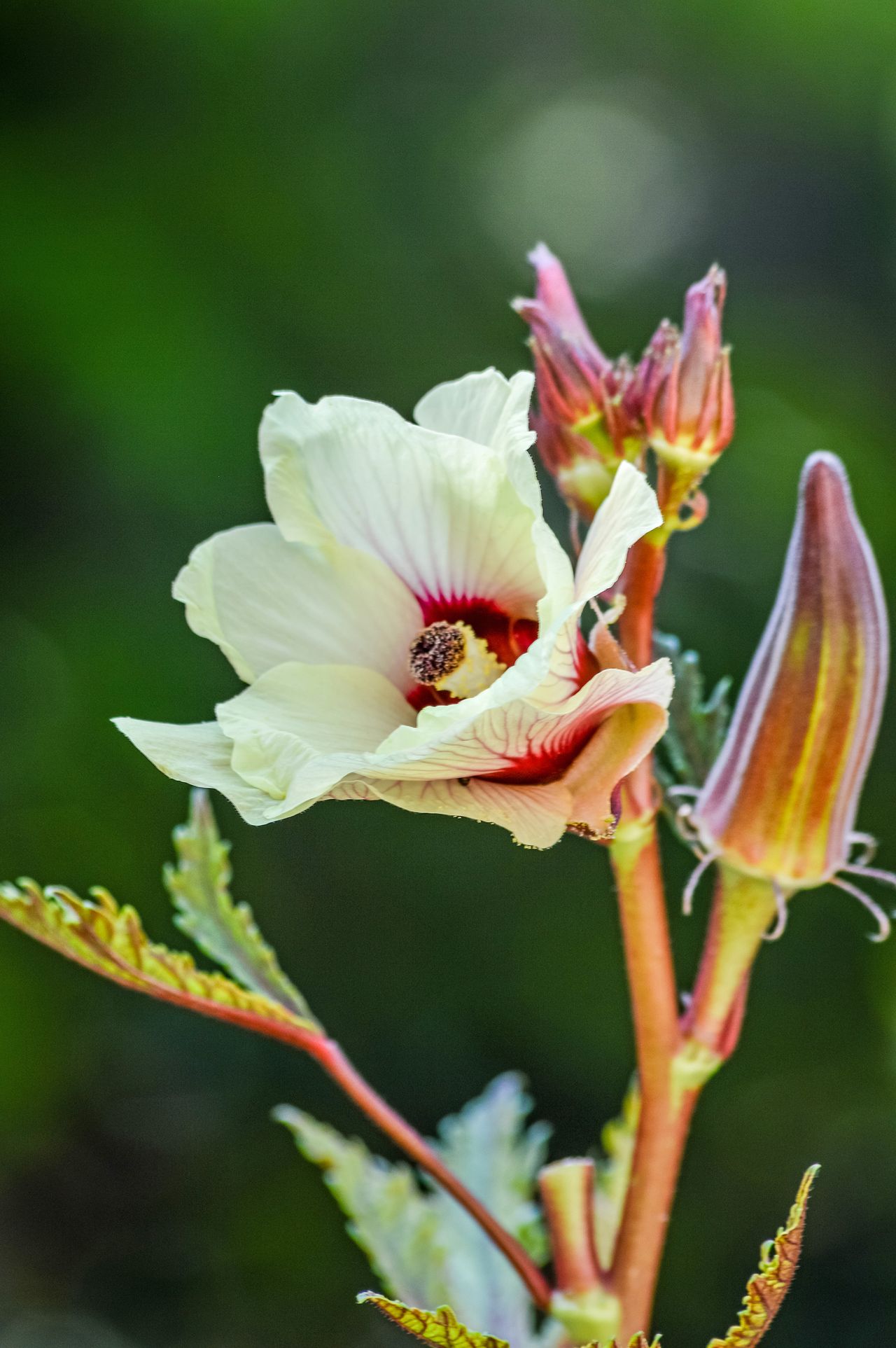 How to grow okra – from seed and in pots | Homes and Gardens