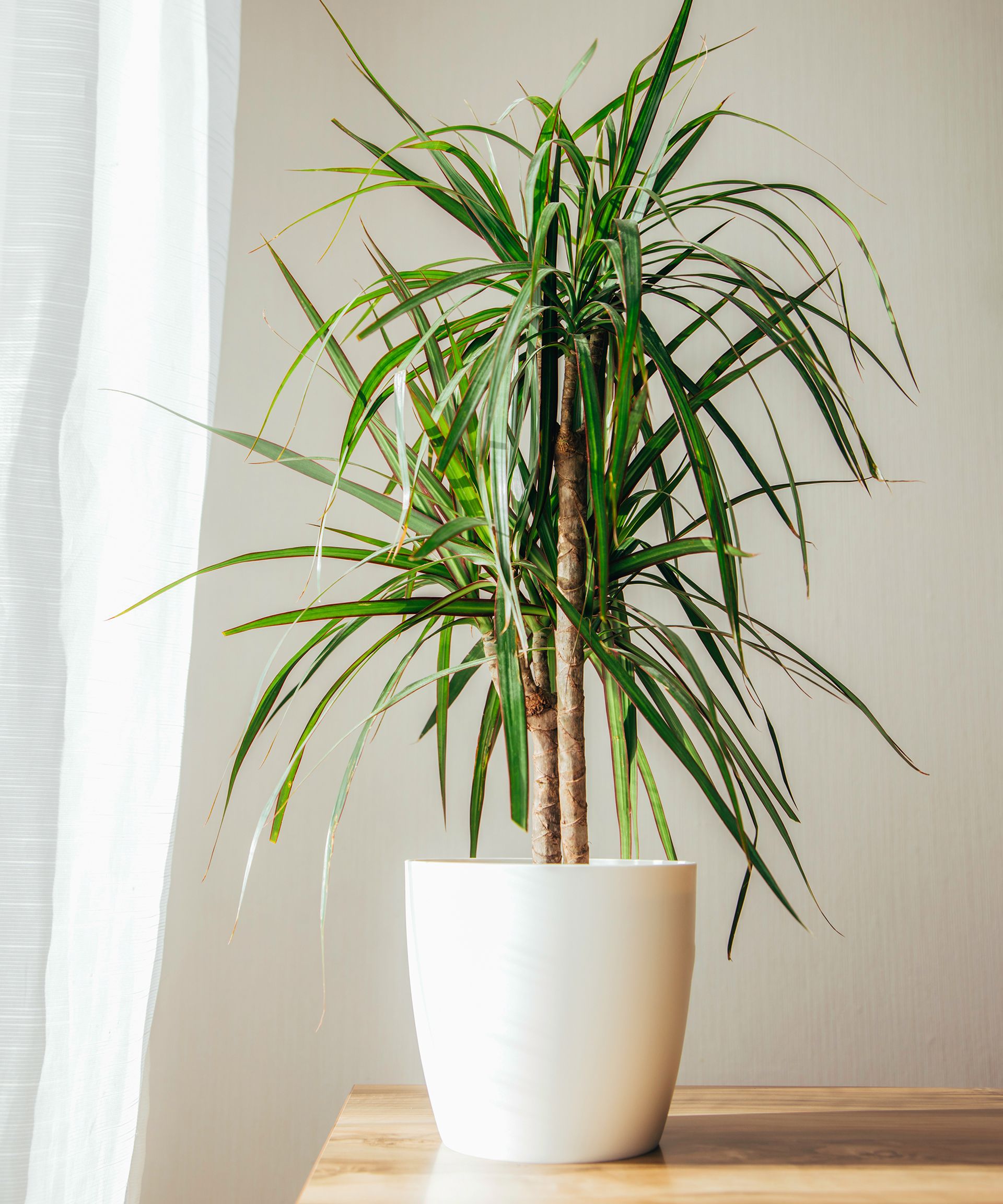 Perfect Houseplant Combinations For Every Room In Your Home | Gardening ...