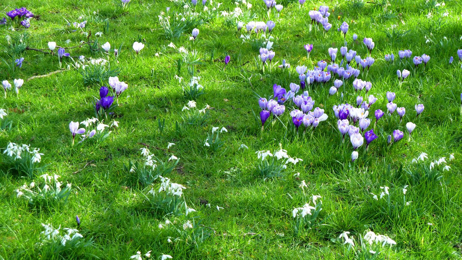Mowing Maintenance Of Bulbs - Tips For Mowing Bulbs In Lawn Areas ...