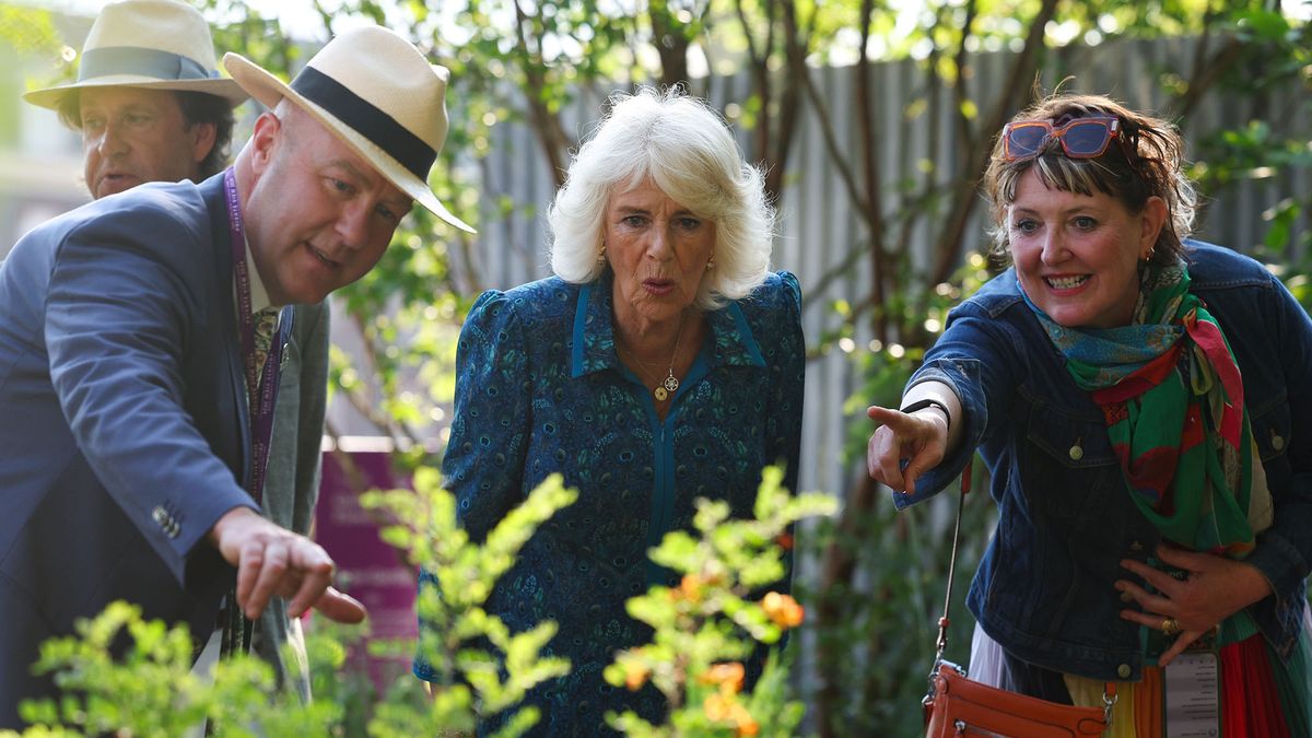 'If I was a plant, I'd want to be seen at Chelsea': Country Life's ...