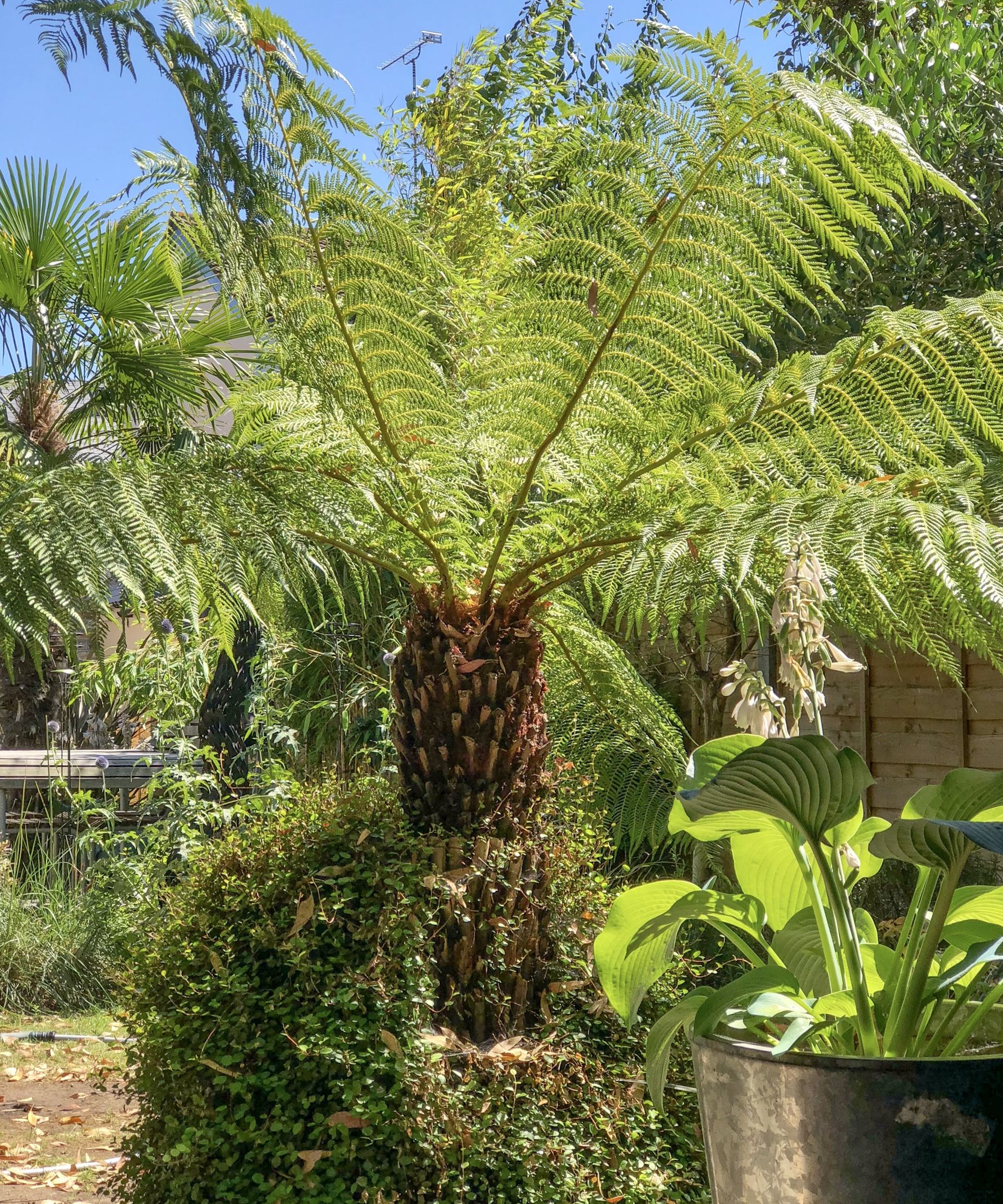 Best tropical plants: 15 top picks for a backyard paradise | Homes and ...