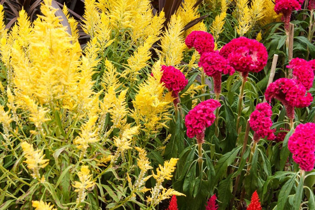 Cockscomb Flower - Tips For How To Grow Cockscomb | Gardening Know How