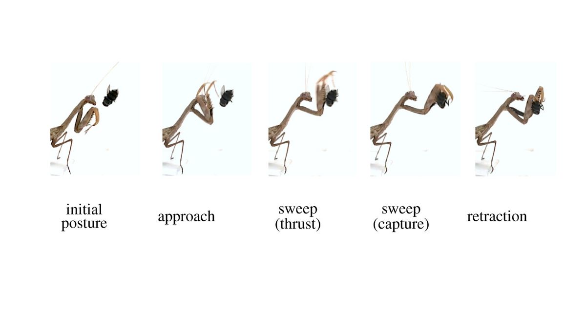 High-speed video shows every second of a praying mantis's lethal strike ...