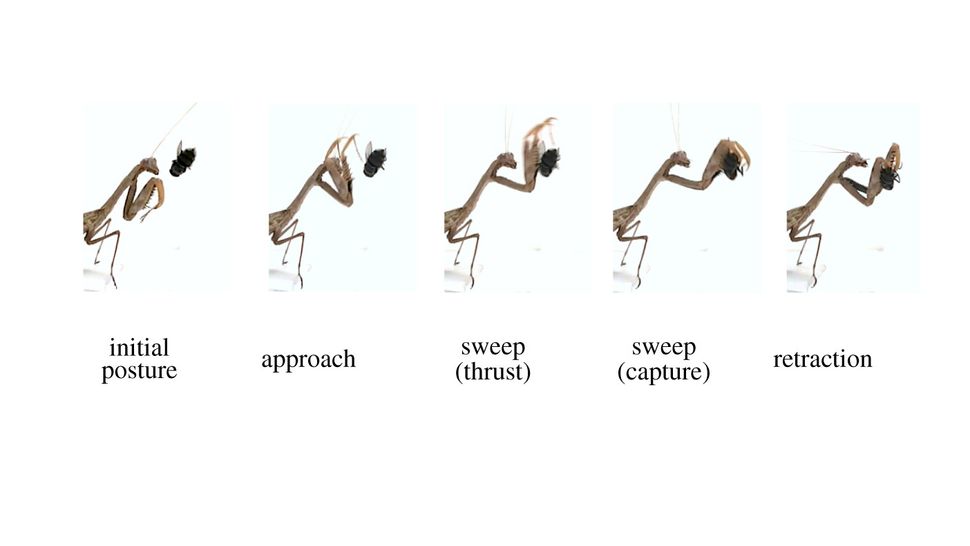 High-speed video shows every second of a praying mantis's lethal strike ...