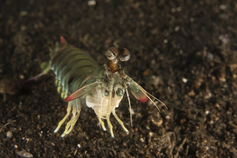 Gallery: Magnificent Mantis Shrimp | Crustaceans | Live Science