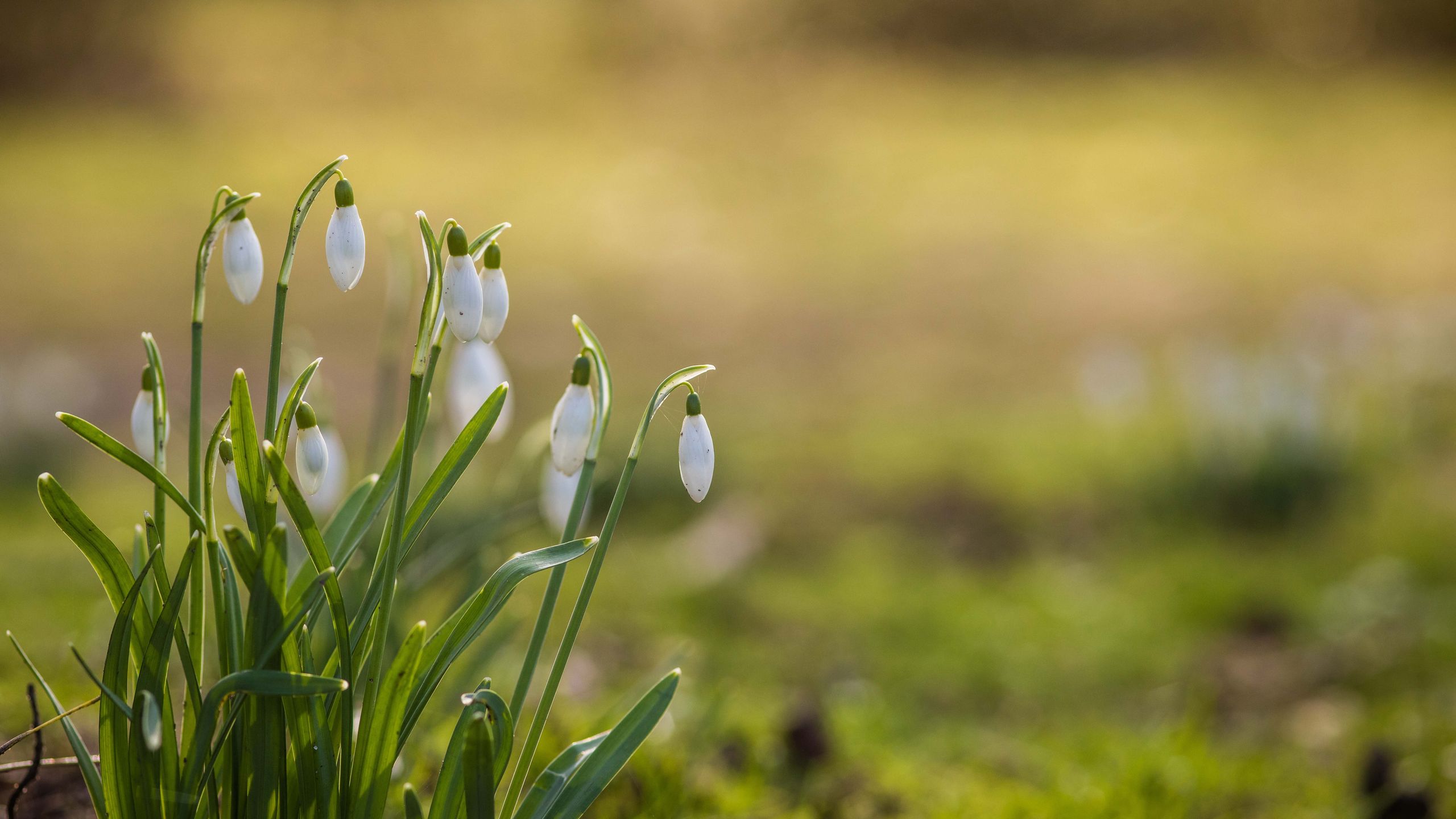 Sarah Raven gives her top tips for growing snowdrops for a late-winter ...
